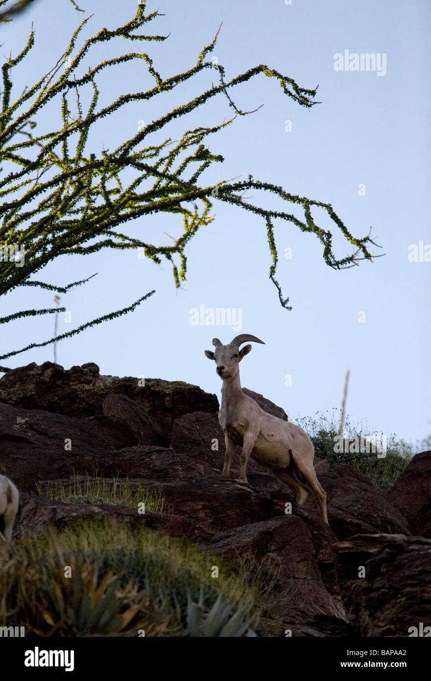 Desert, or Peninsular Bighorn Sheep (Ovis canadensis nelsoni ...