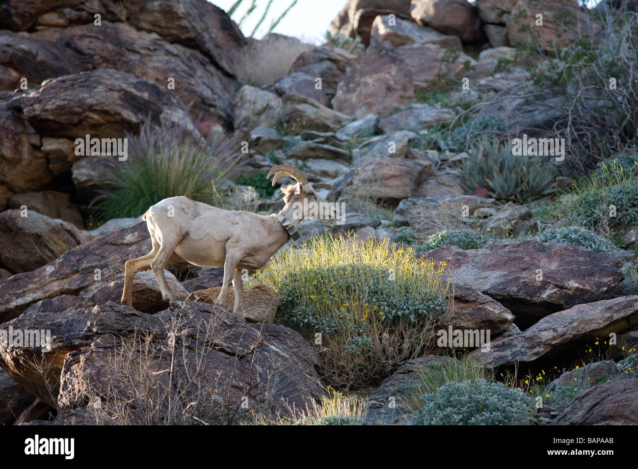Radio-collared Desert, or Peninsular Bighorn Sheep (Ovis canadensis ...
