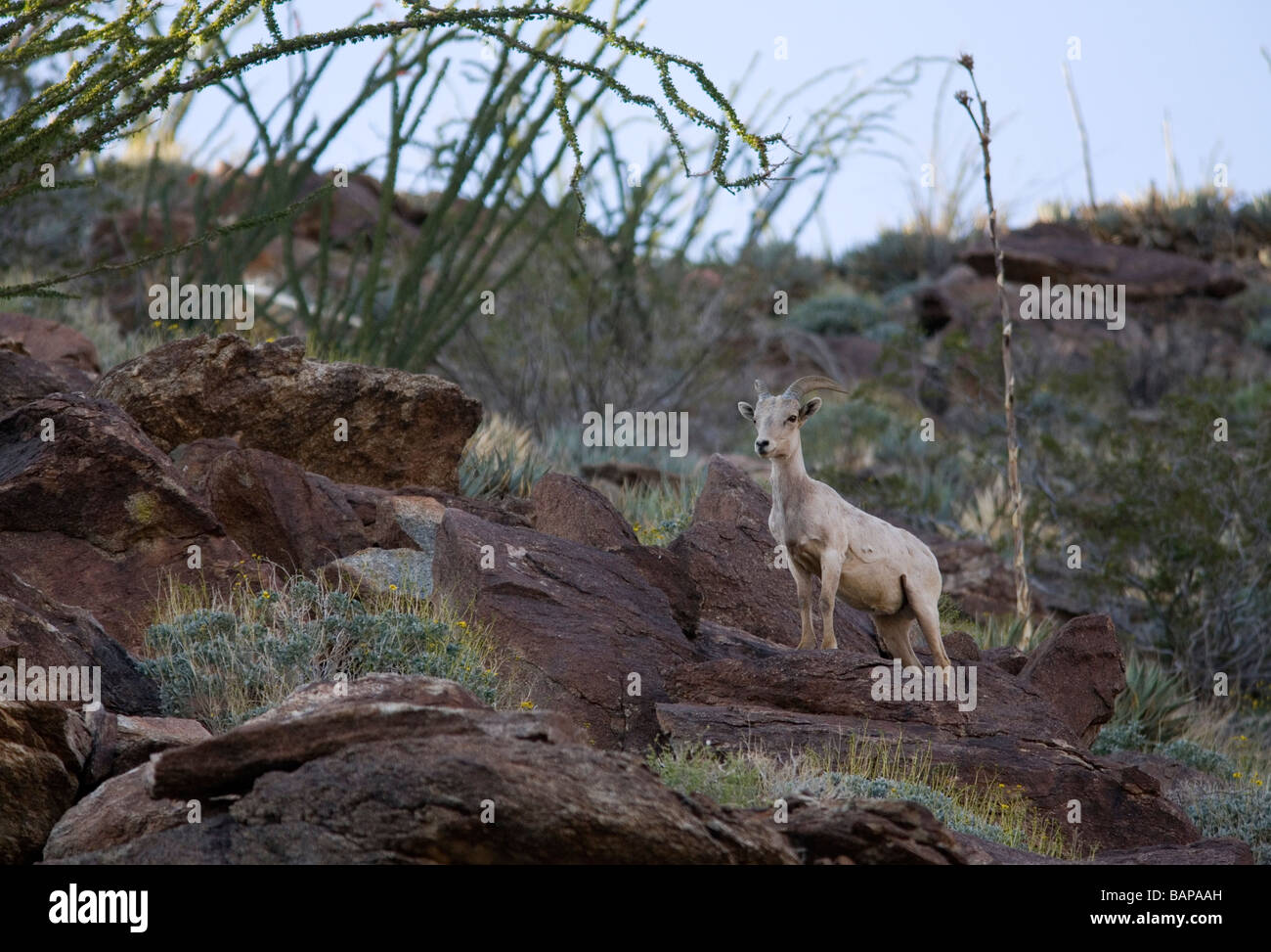 Desert, or Peninsular Bighorn Sheep (Ovis canadensis nelsoni ...