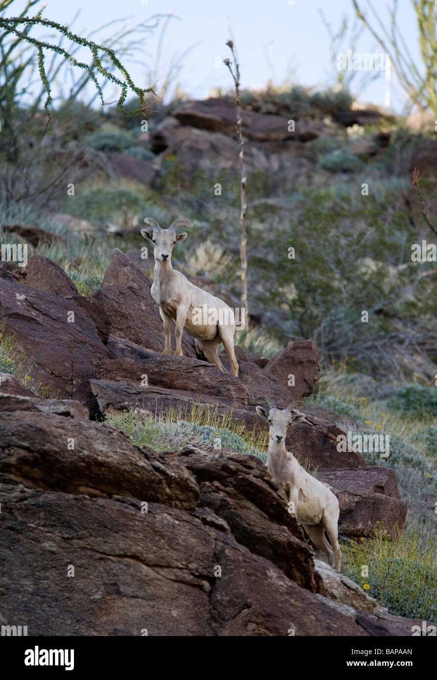 Desert, or Peninsular Bighorn Sheep (Ovis canadensis nelsoni ...