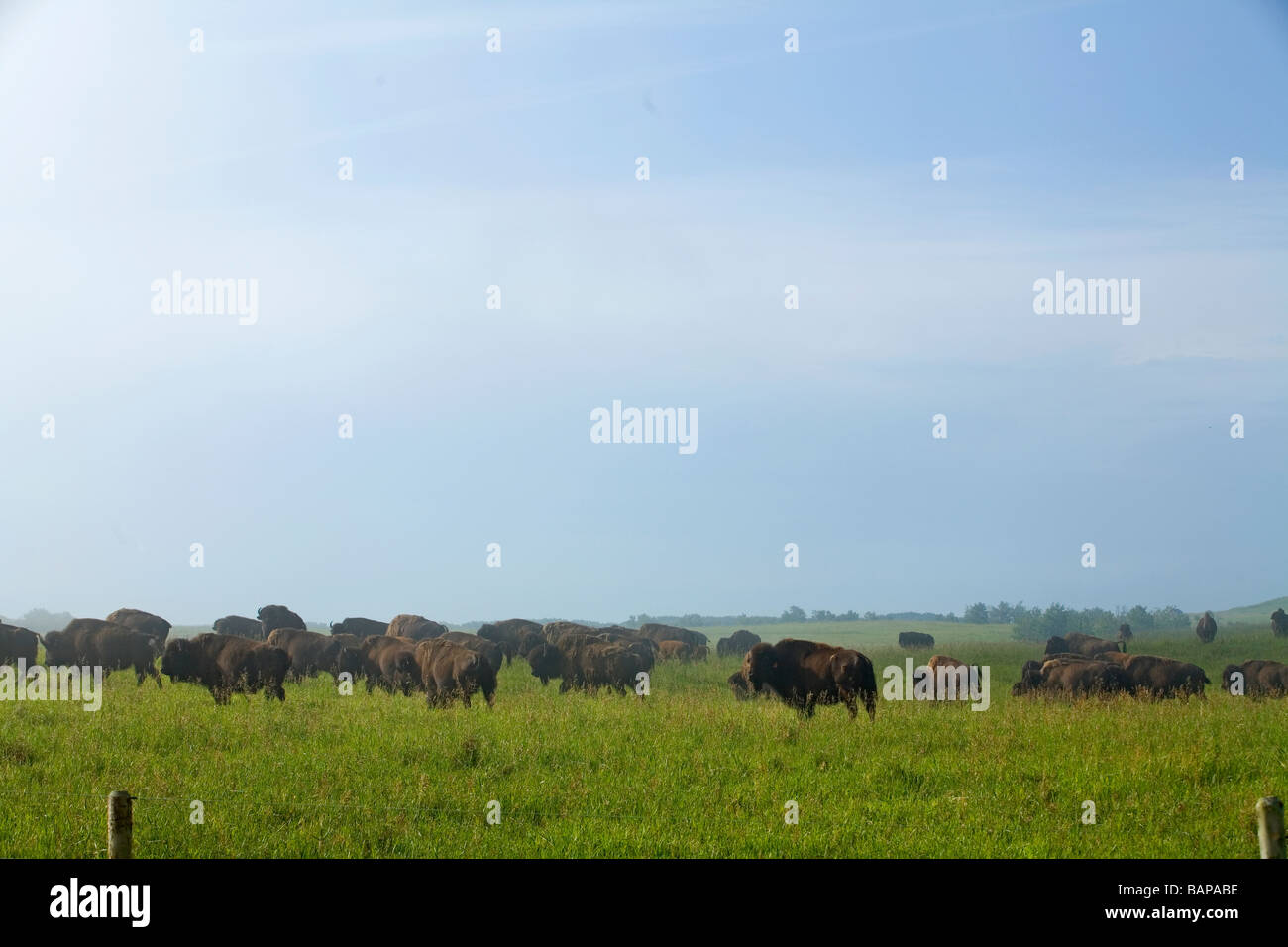 Herd of domesticated bison, Saskatchewan, Canada Stock Photo - Alamy