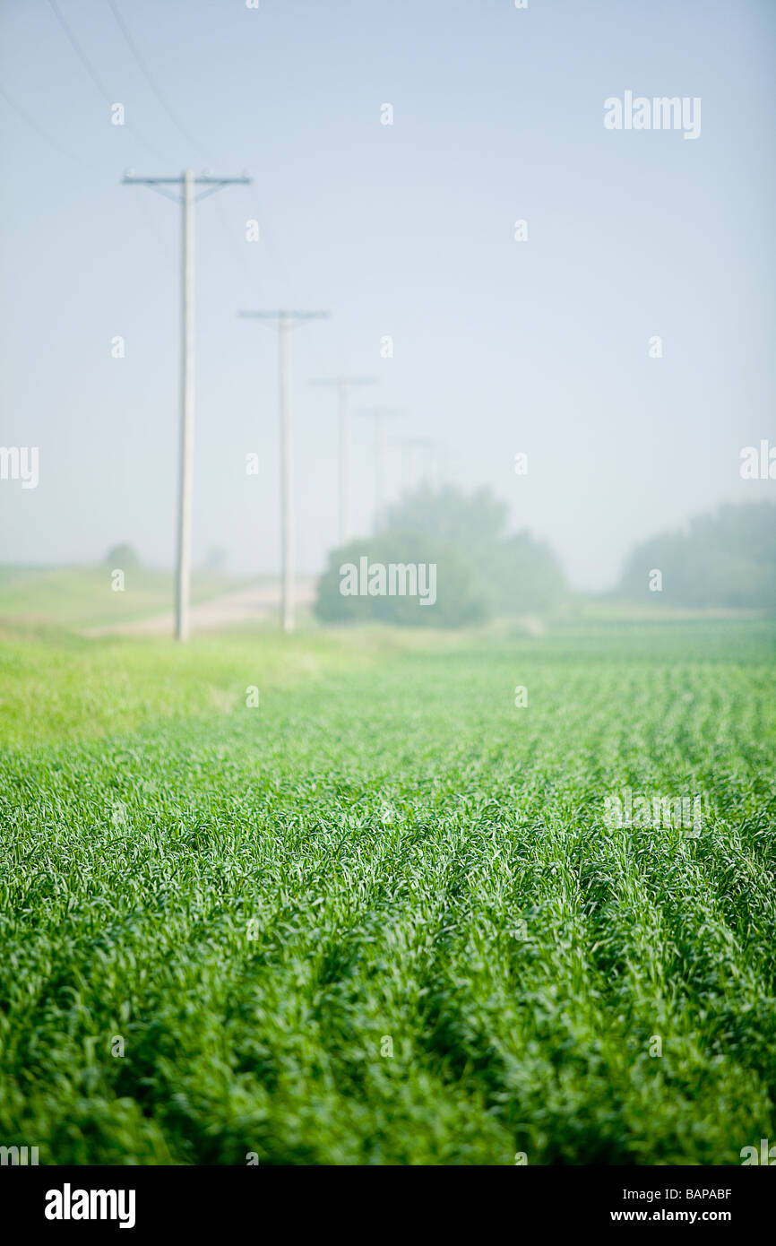 Grain planting and pastoral farms hi-res stock photography and images ...