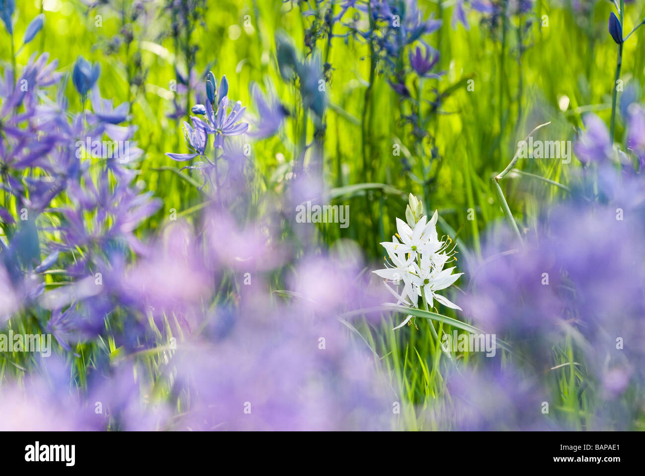Common camas (camassia quamash) in Victoria, BC Stock Photo - Alamy