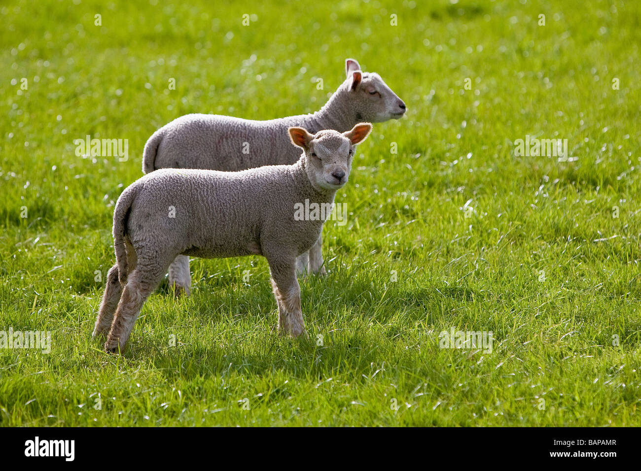 Two lambs stand looking around themselves in a grassy field Stock Photo ...