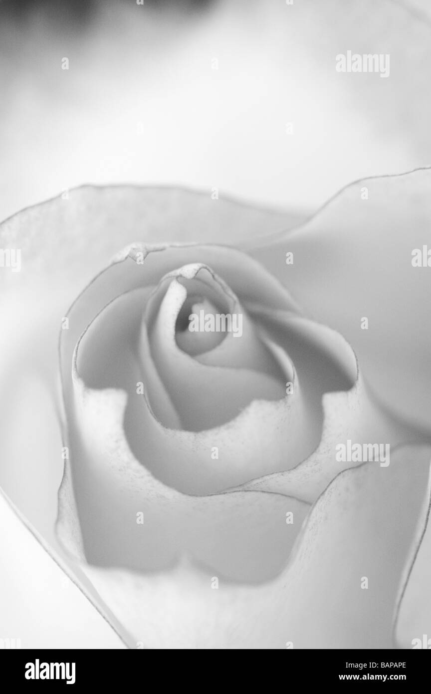 Graphic rose rose Black and White Stock Photos & Images - Alamy