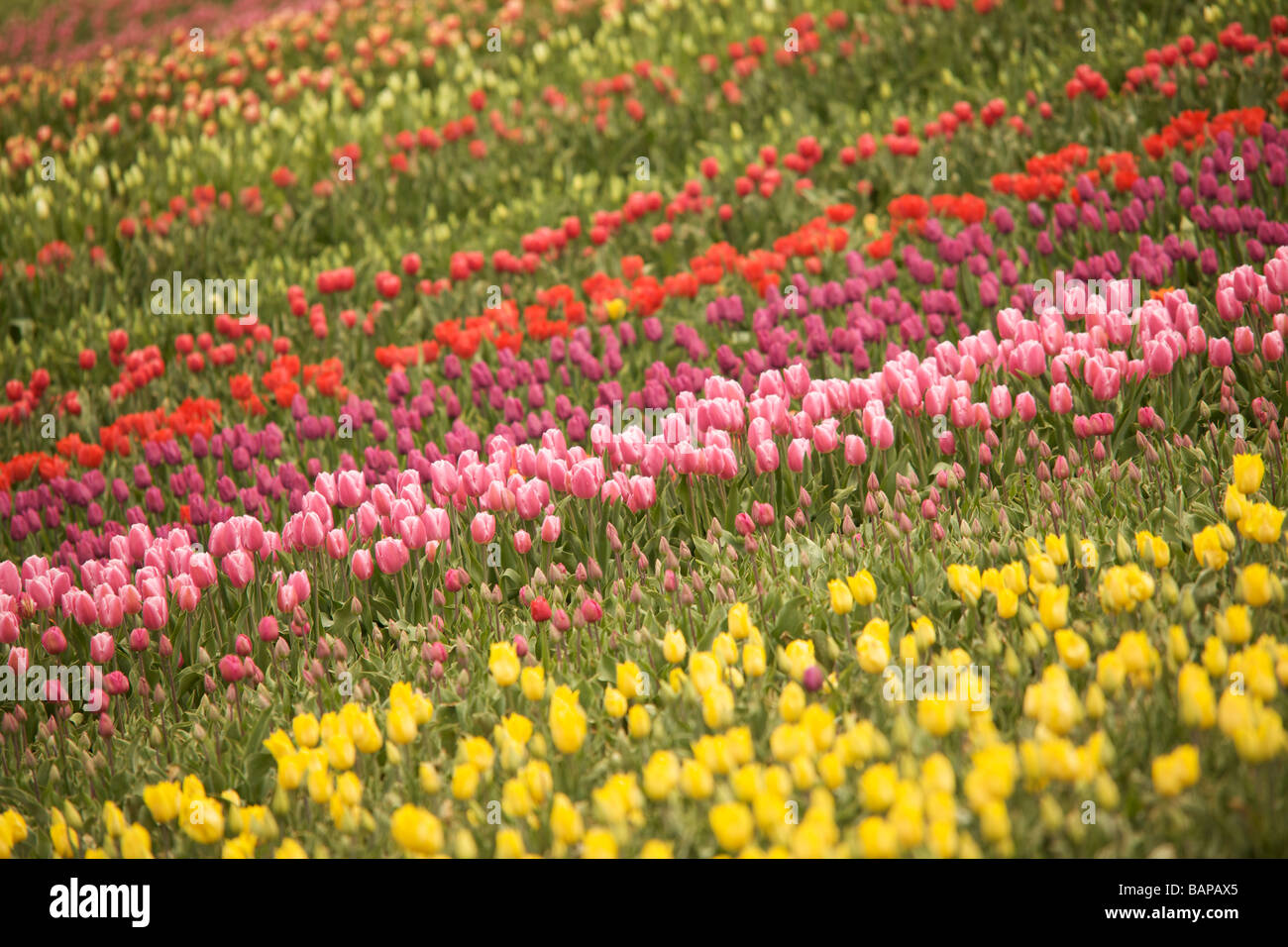 Agassiz british columbia hi-res stock photography and images - Alamy