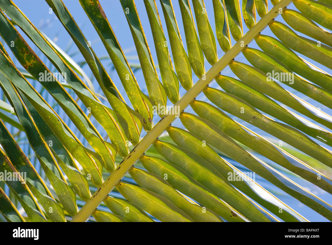 Detail of palm tree leaf Stock Photo - Alamy