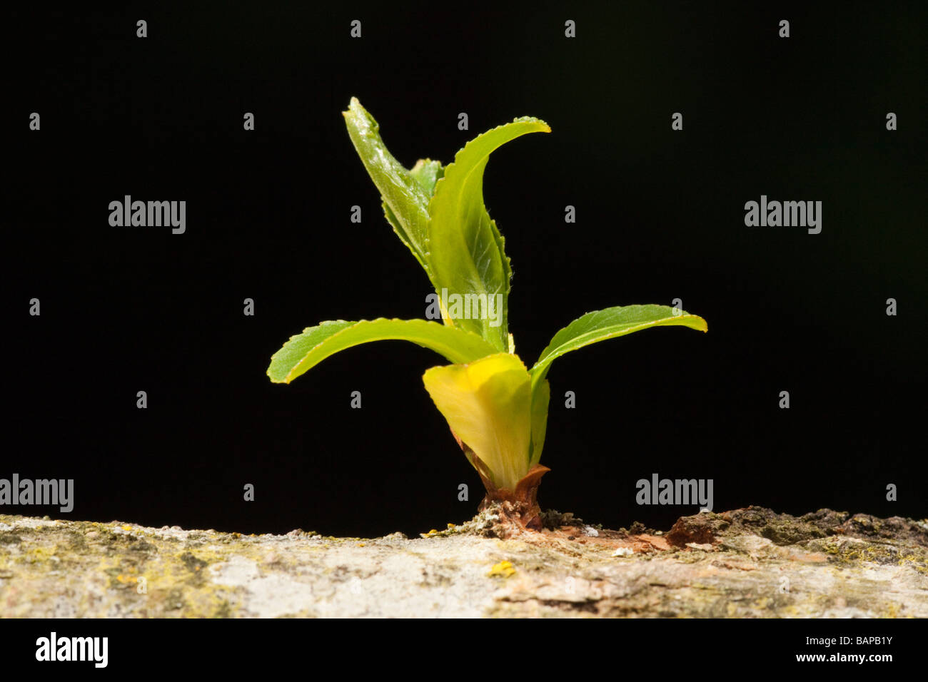 green shoots growing from a willow tree branch Stock Photo - Alamy