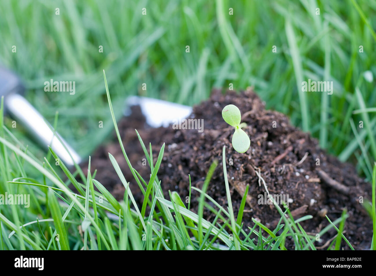 Sprout ecology hi-res stock photography and images - Alamy