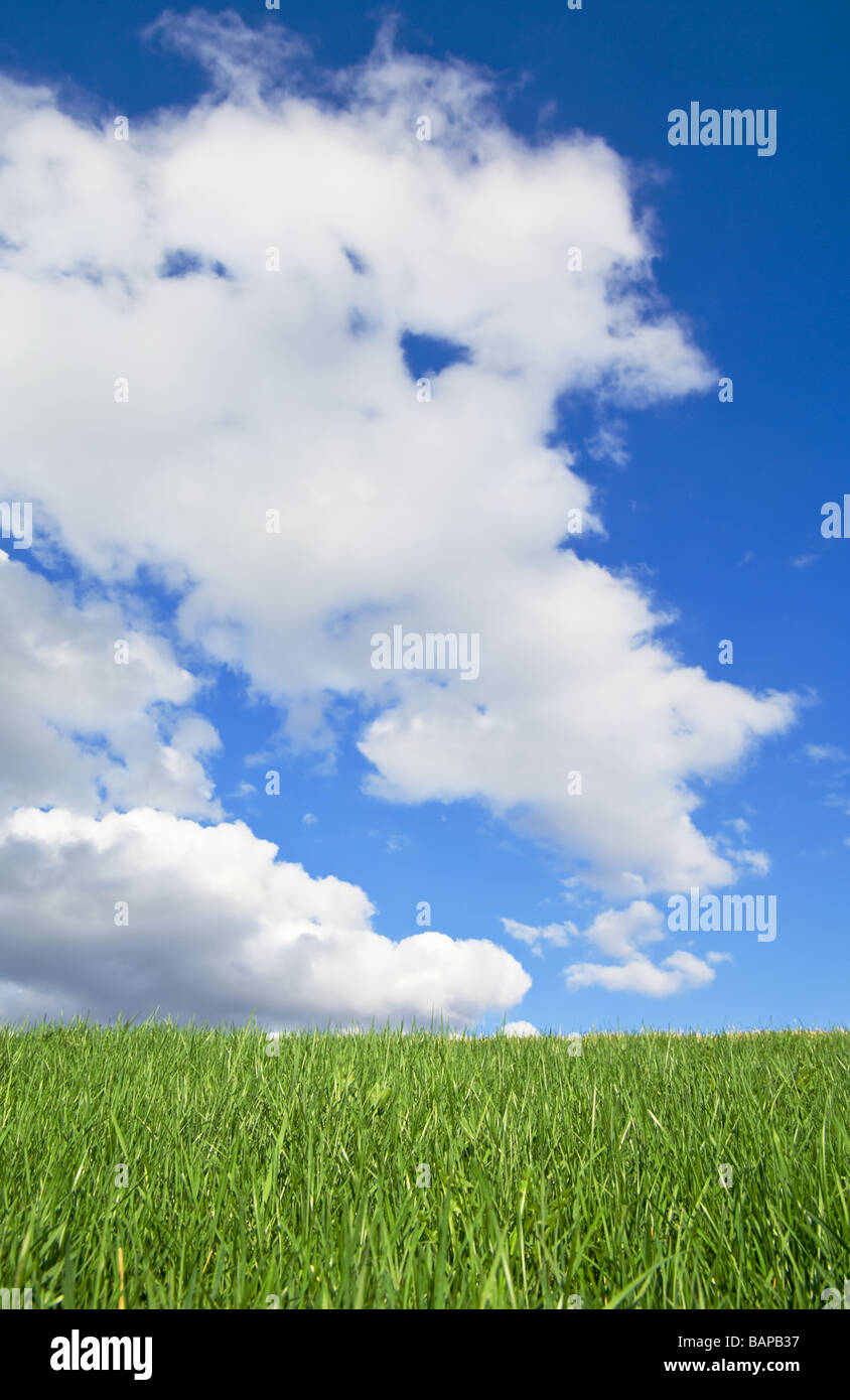 Blue sky with dramatic clouds and grass field Stock Photo - Alamy