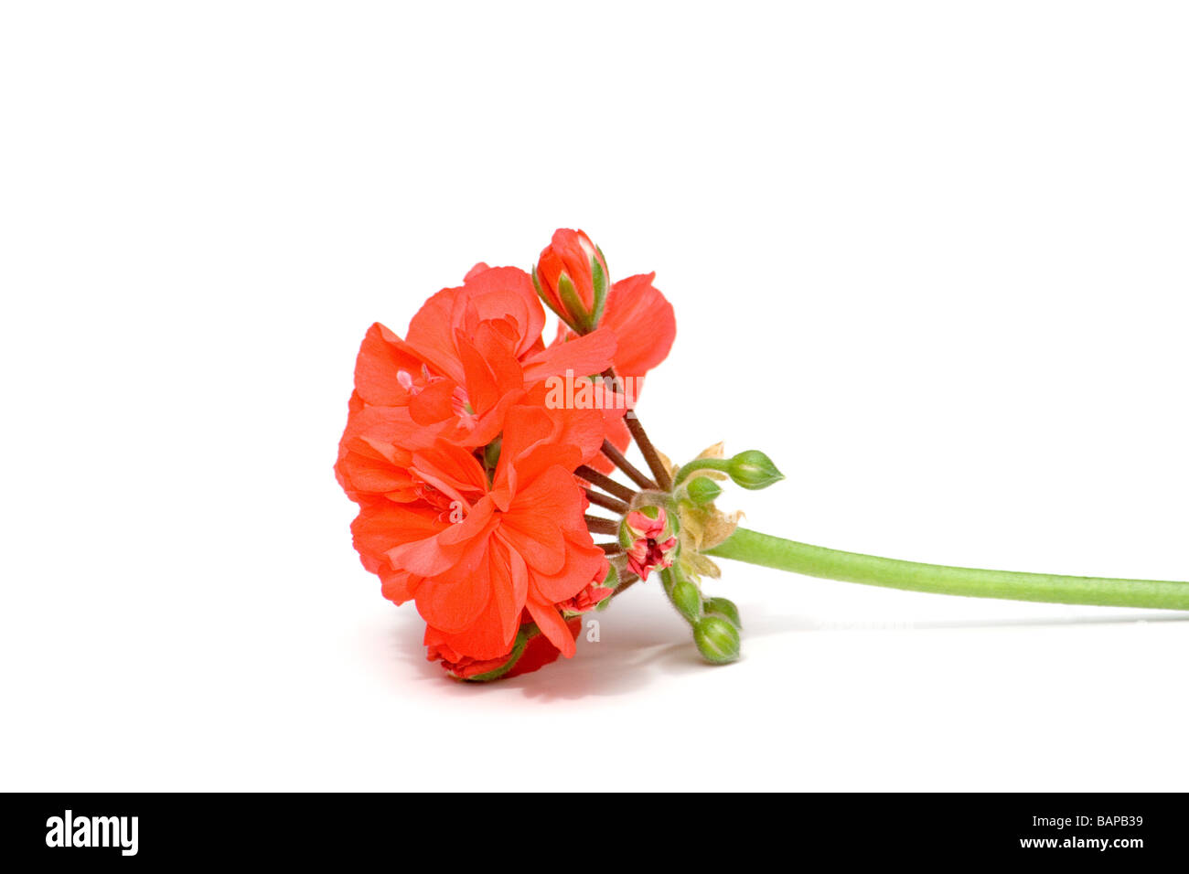 Geranium flowers cut out hi-res stock photography and images - Alamy