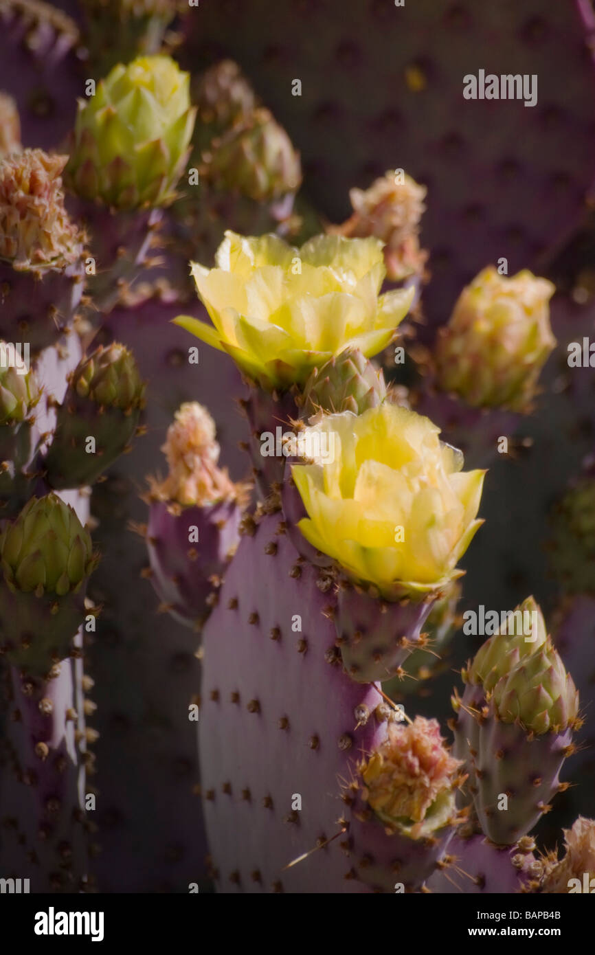 Yellow spring cactus hi-res stock photography and images - Alamy