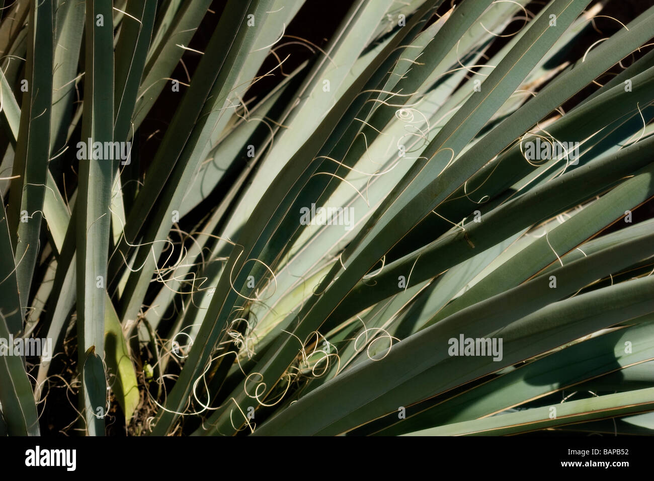 Yucca Cactus in Desert Nice detail of leaves Stock Photo - Alamy