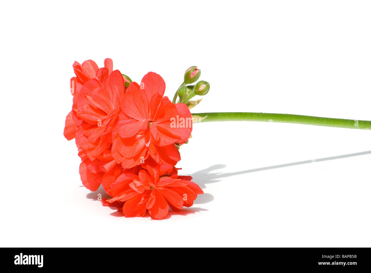 Geranium Flowers Cut Out High Resolution Stock Photography and Images ...