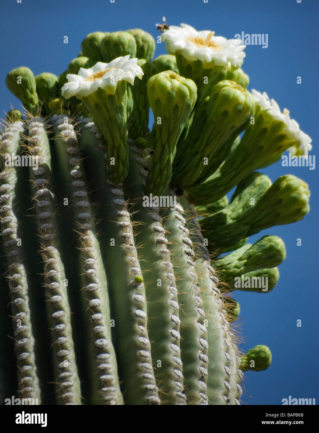 Blooming Saguaro Detail Arizona Desert Stock Photo - Alamy