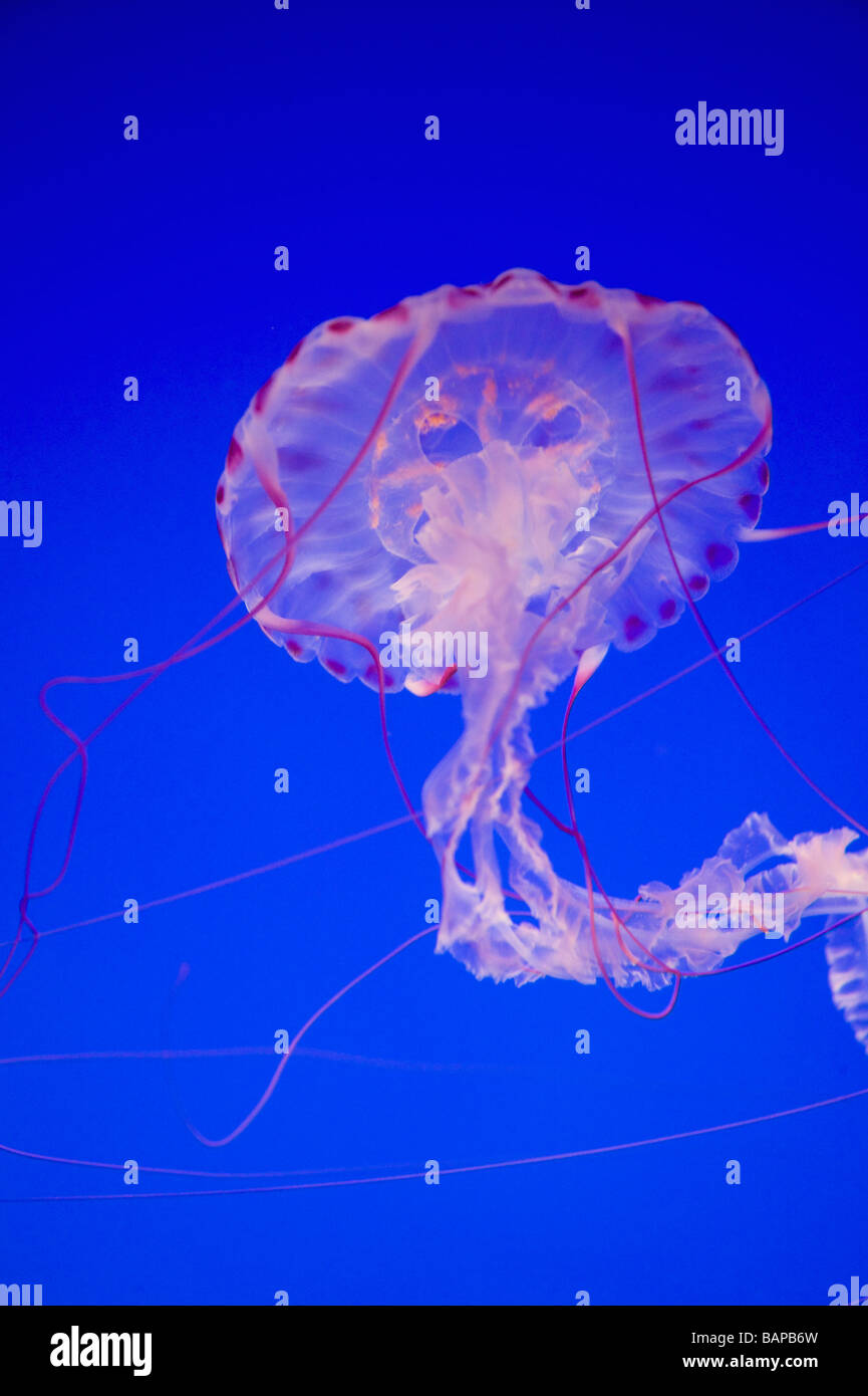 Purple Striped Jellyfish Life Cycle