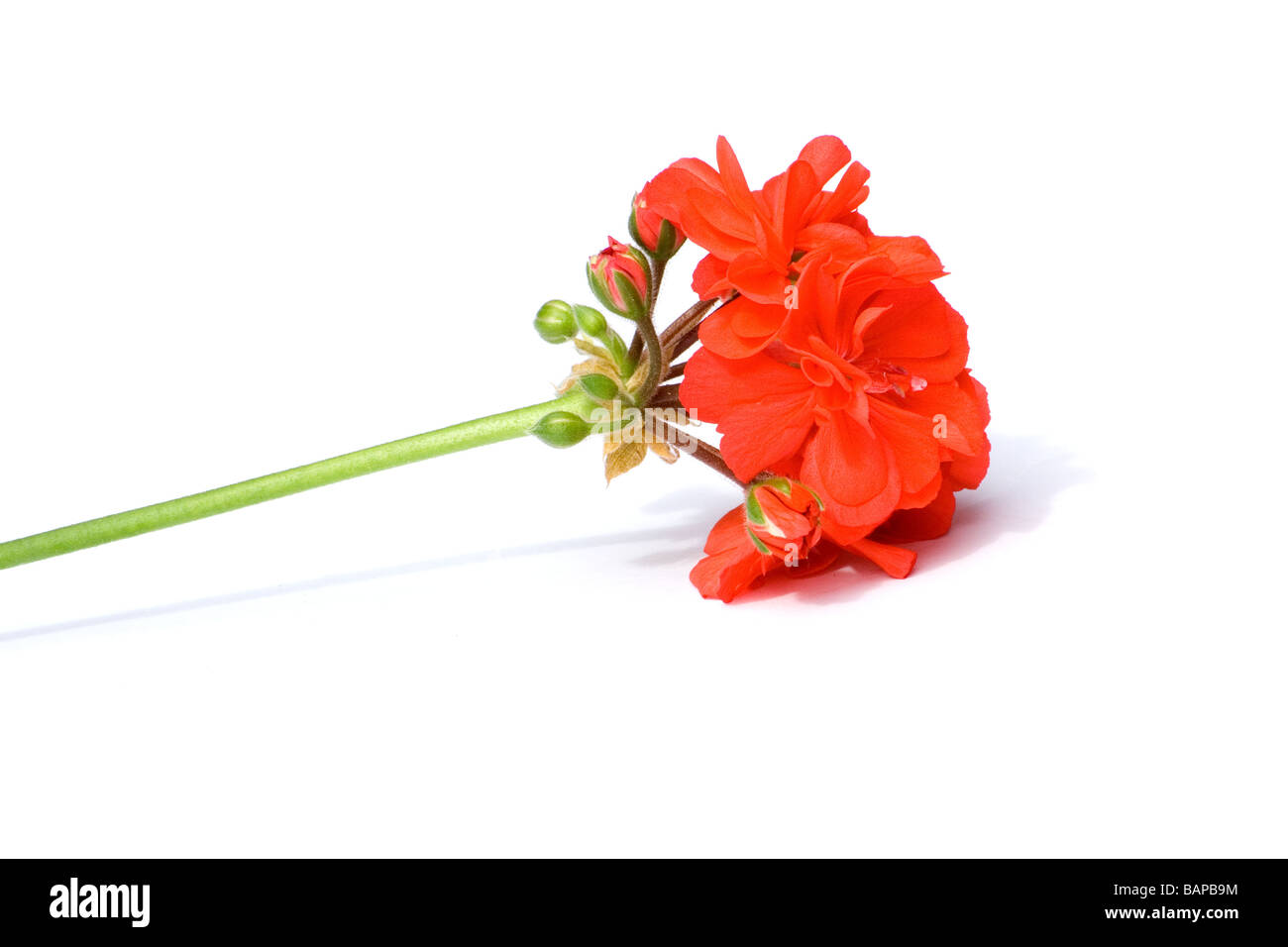 Red geranium close-up Stock Photo - Alamy