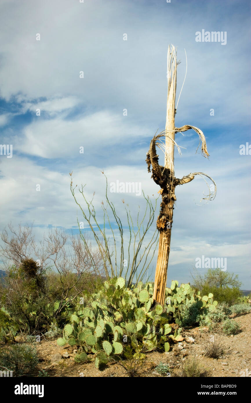 Dead cactus hi-res stock photography and images - Alamy