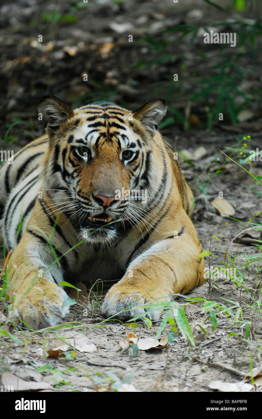 Tiger cub sitting hi-res stock photography and images - Alamy