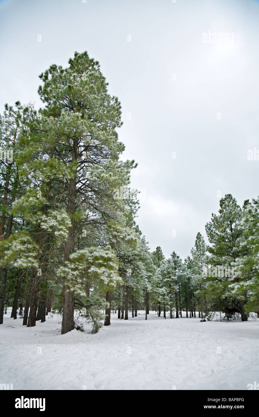 Trees after ice storm hi-res stock photography and images - Alamy
