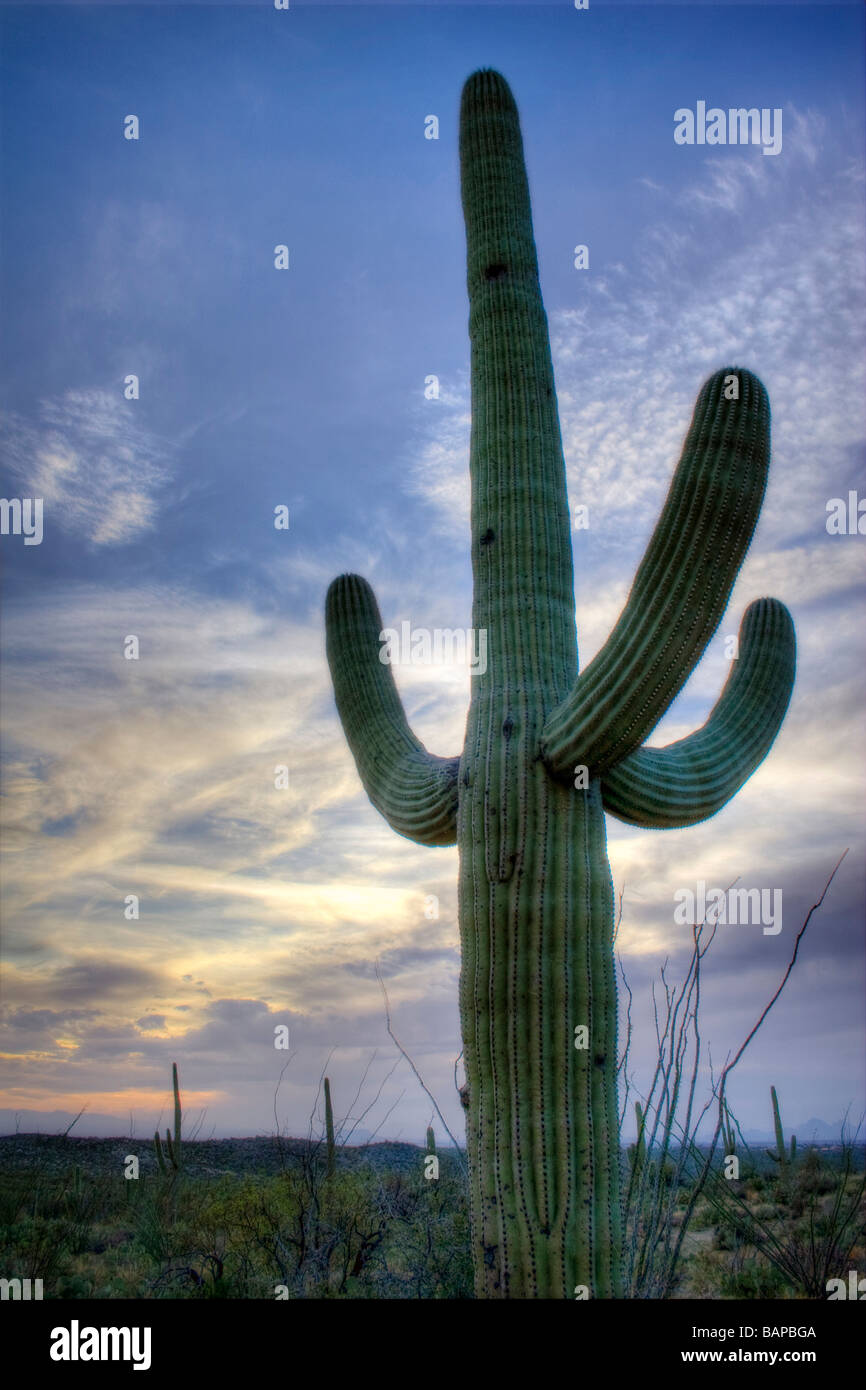 Nice spring desert nature scene in Saguaro National Park Tucson Arizona ...
