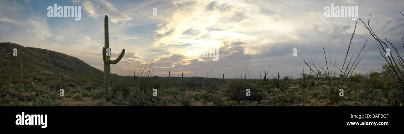 Spring desert nature landscape panorama scene in Saguaro National ...