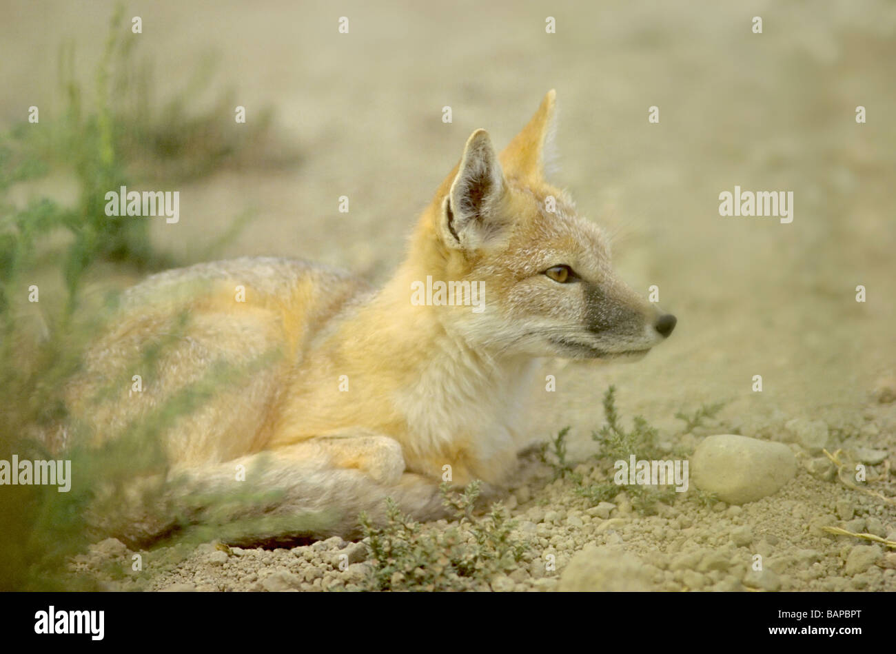 Swift Fox, (Vulpes velox) is a prairie predator Stock Photo - Alamy