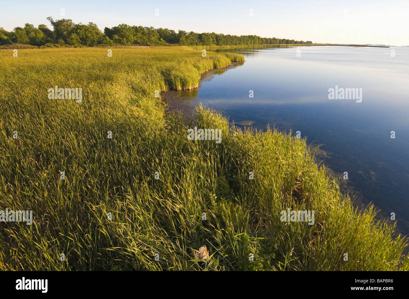 Lake Erie shoreline marsh. Rondeau Provincial Park, Ontario, Canada ...