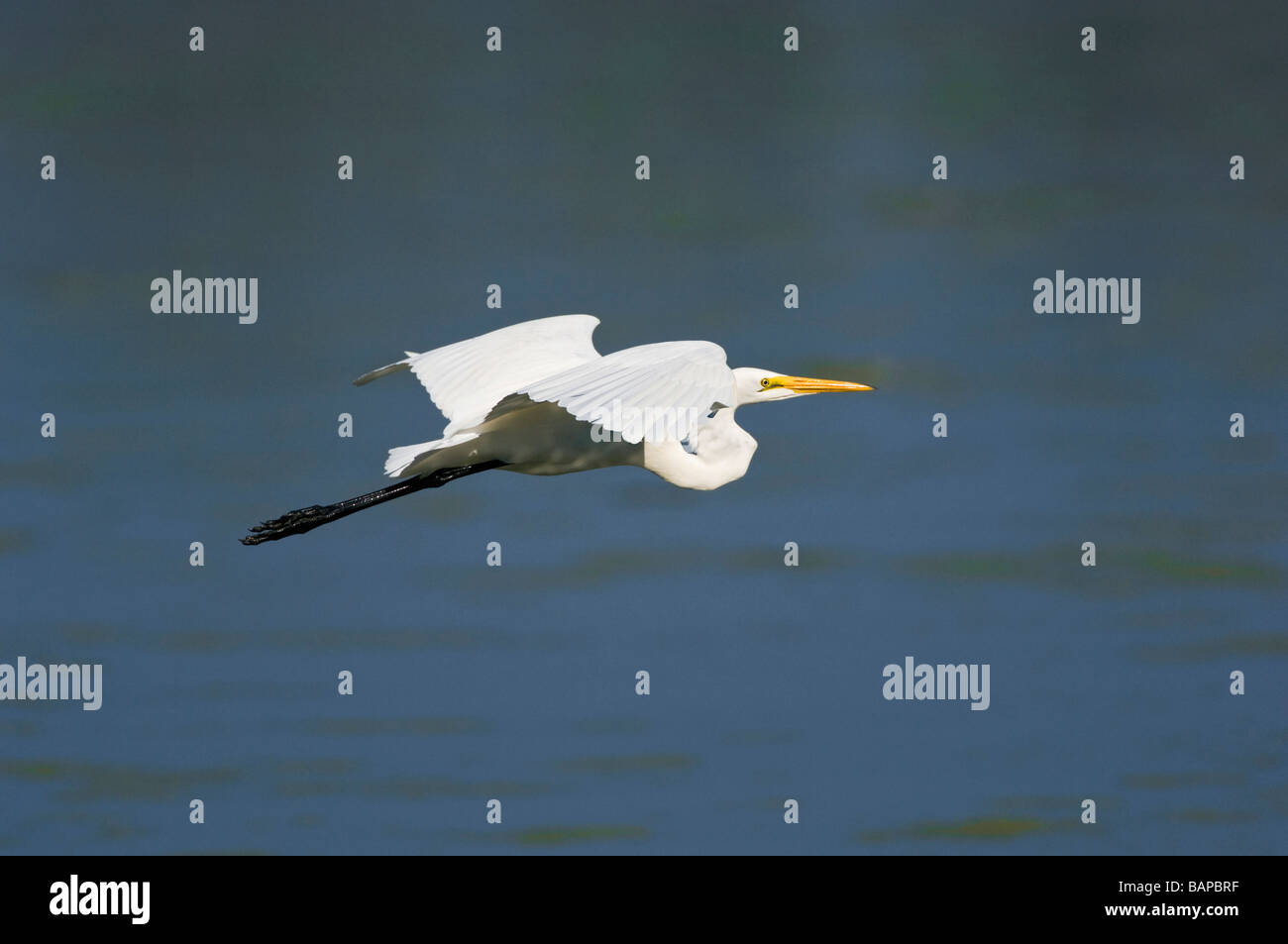 Great Egret or Common Egret (Casmerodius albus) in flight, summer ...