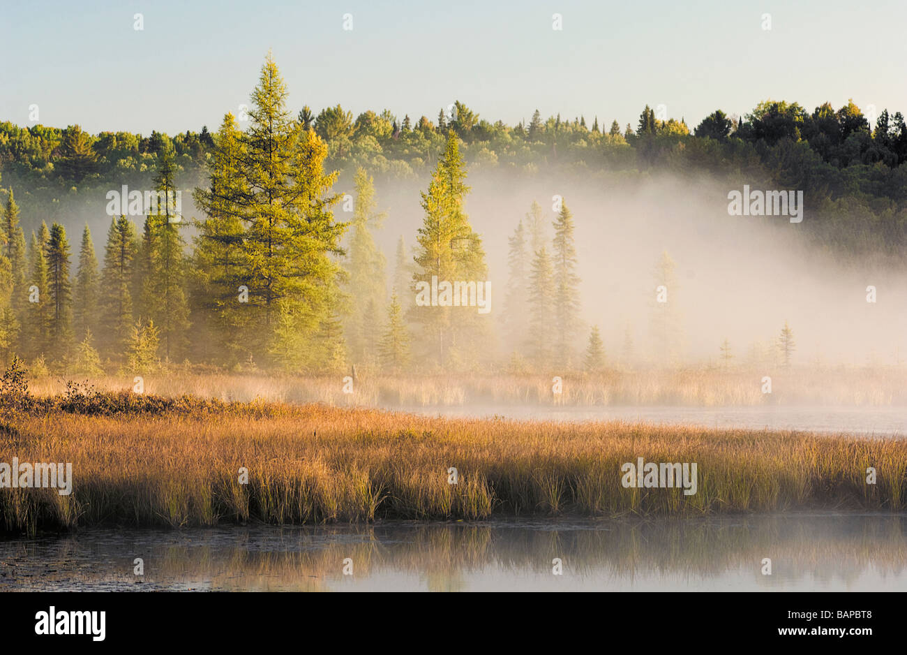 Tamarack pine hi-res stock photography and images - Alamy