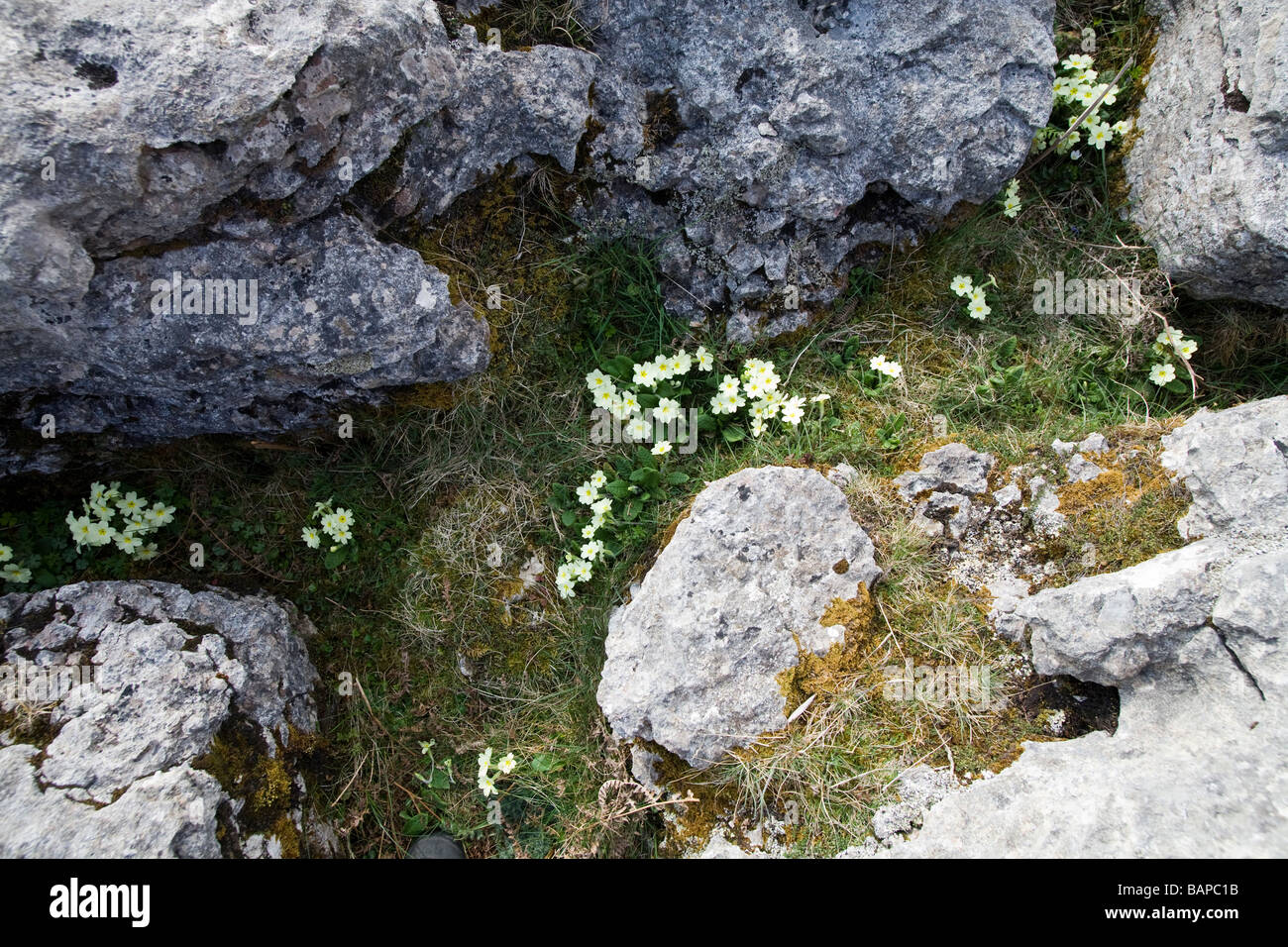 Wildflowers growing between limestone pavement on top of Knipe Scar ...