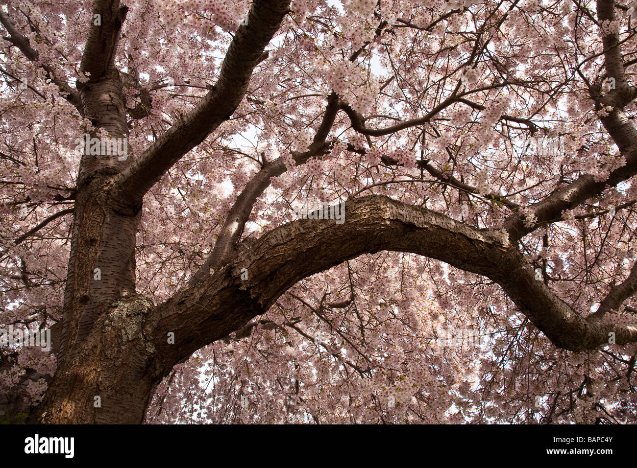 Cherry tree in bloom in Victoria BC Canada Stock Photo - Alamy