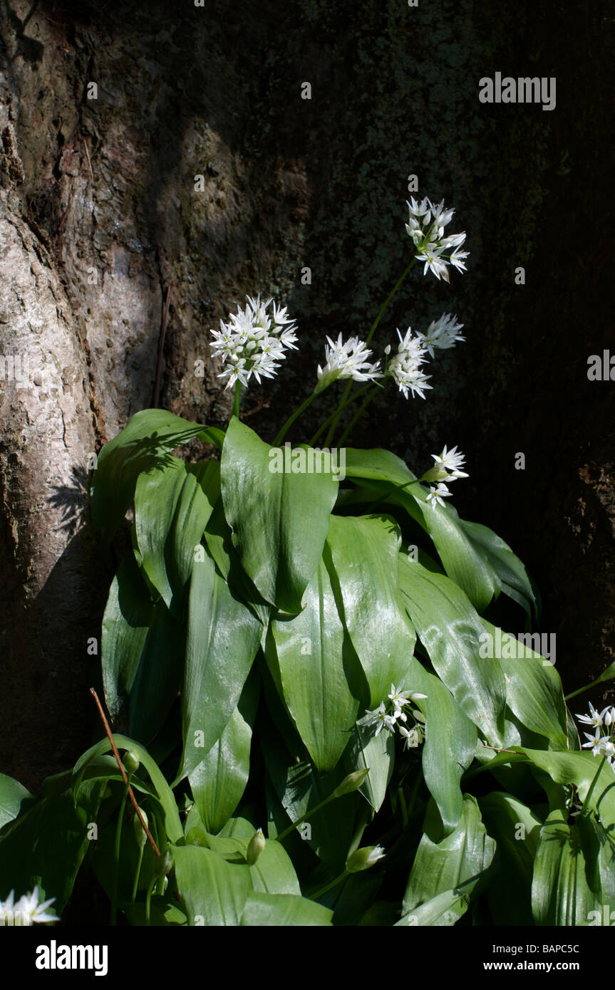 Wild Garlic or Ramsons Wild Garlic Allium ursinum Stock Photo - Alamy