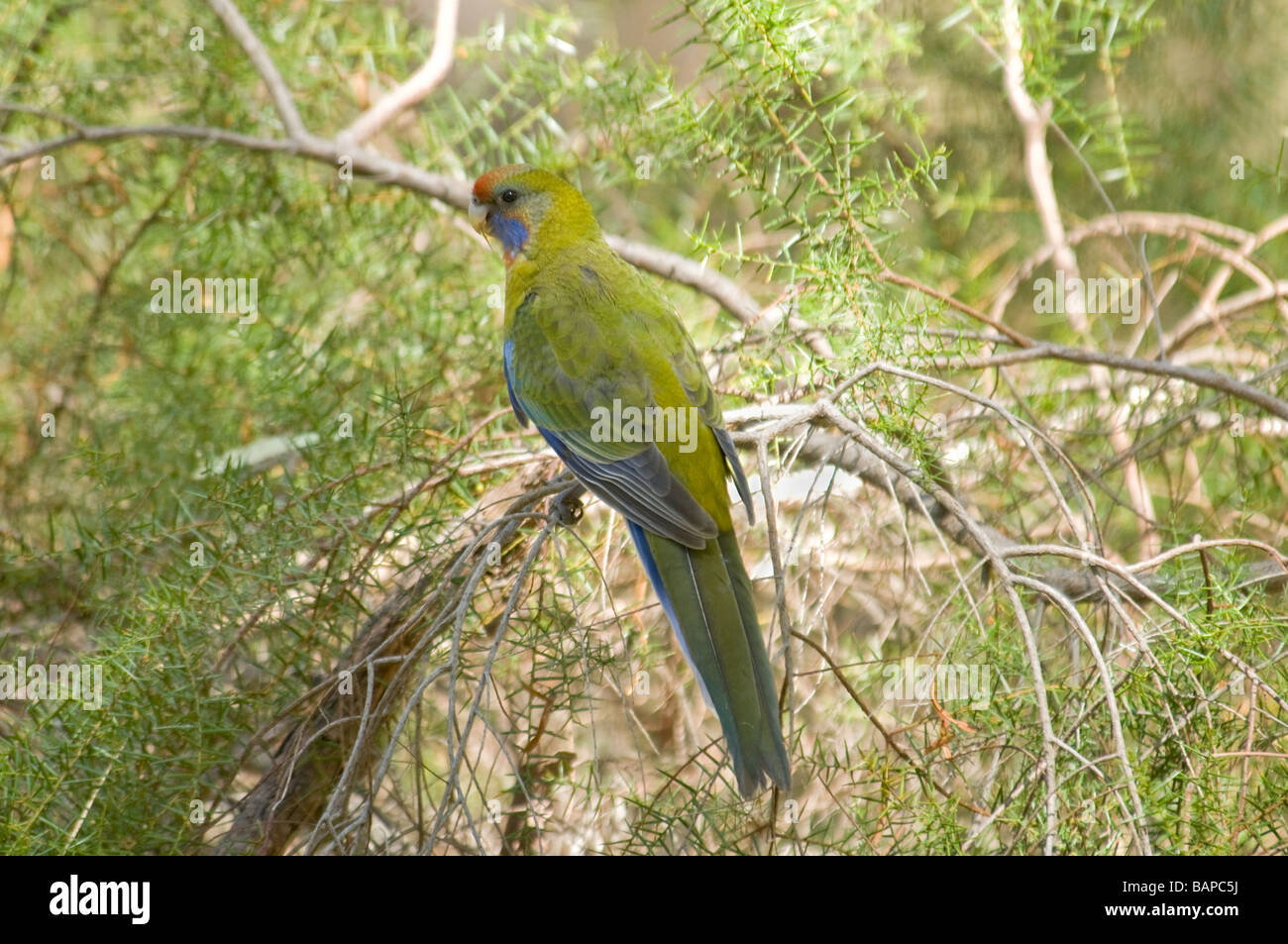 Eastern Rosella High Resolution Stock Photography and Images - Alamy