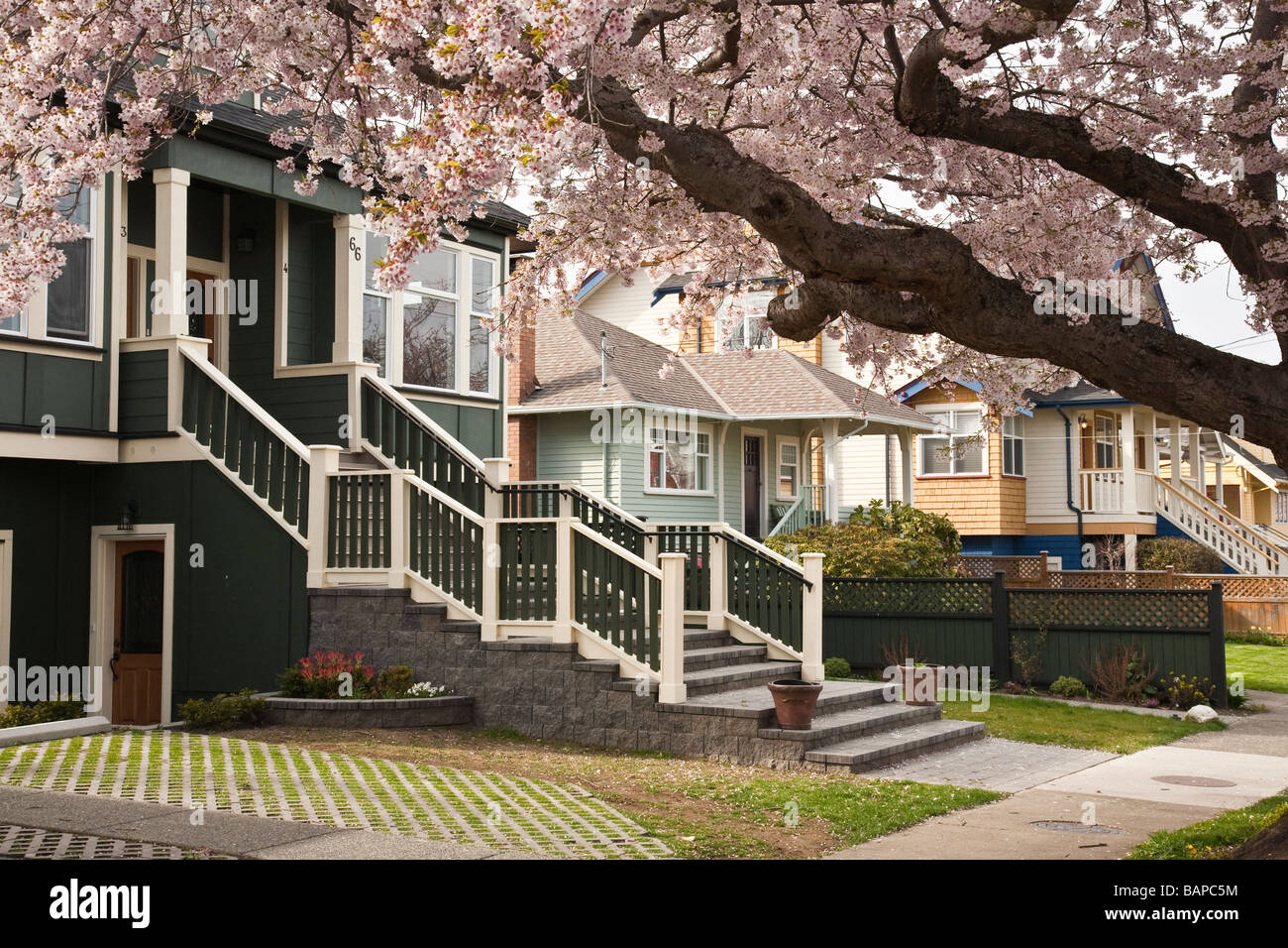 Cherry tree in bloom in Victoria BC Canada Stock Photo - Alamy