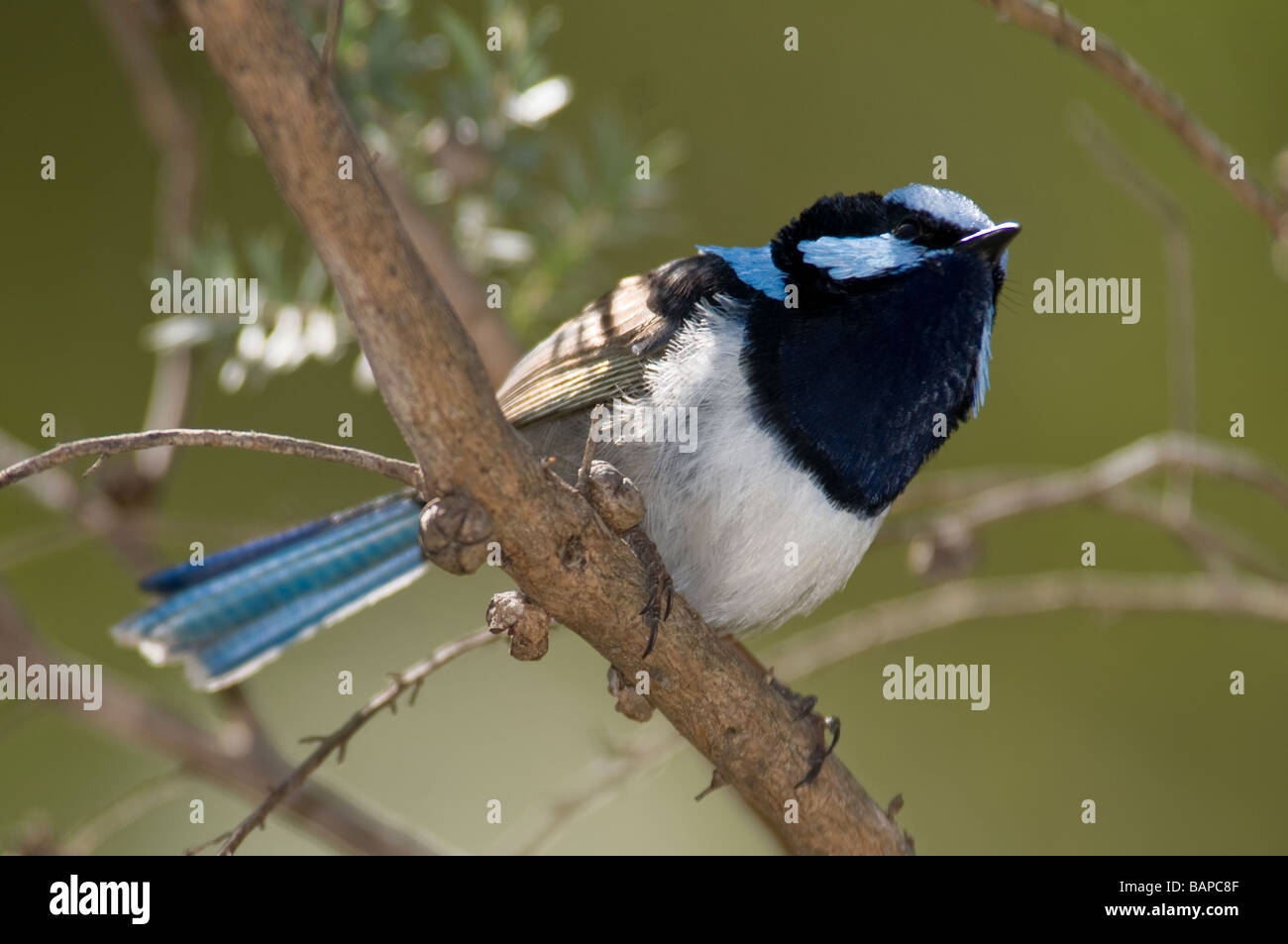 Wrens Australian Wrens Stock Photos & Wrens Australian Wrens Stock ...