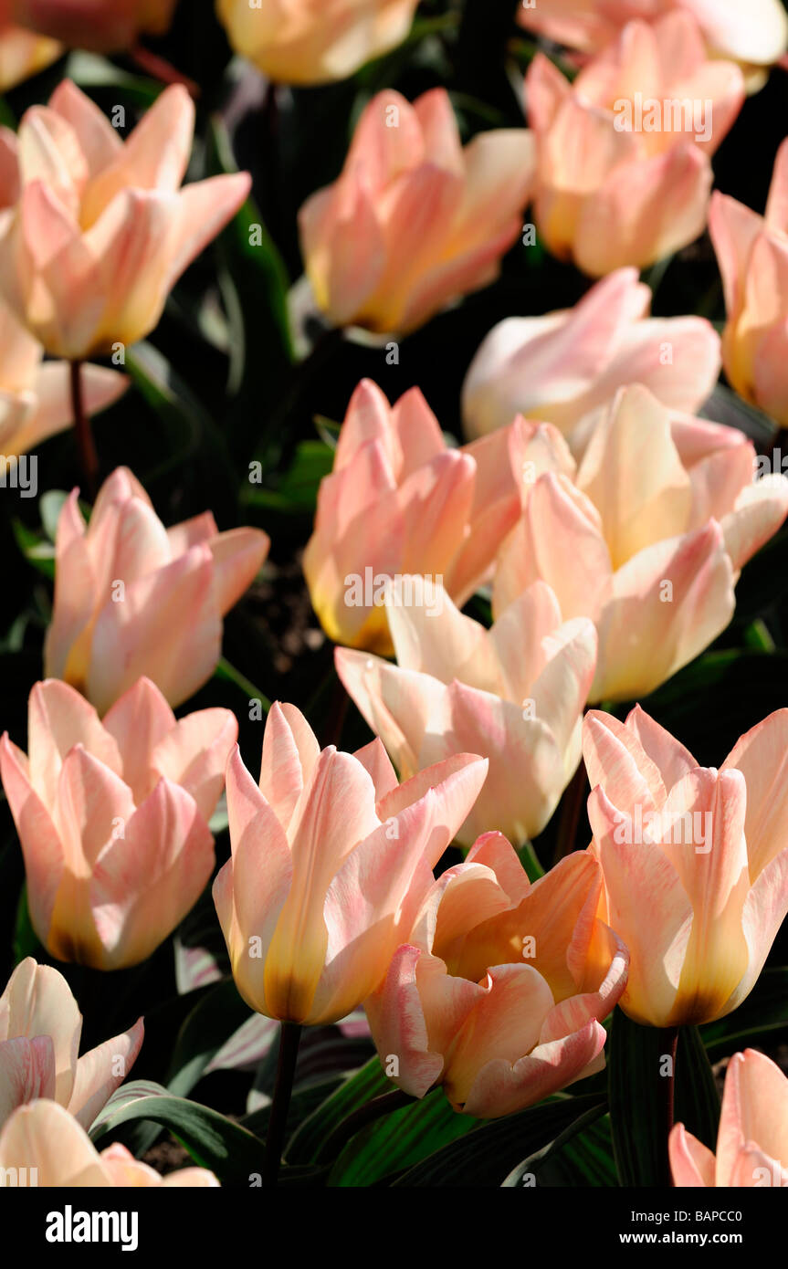 Fur elise hi-res stock photography and images - Alamy