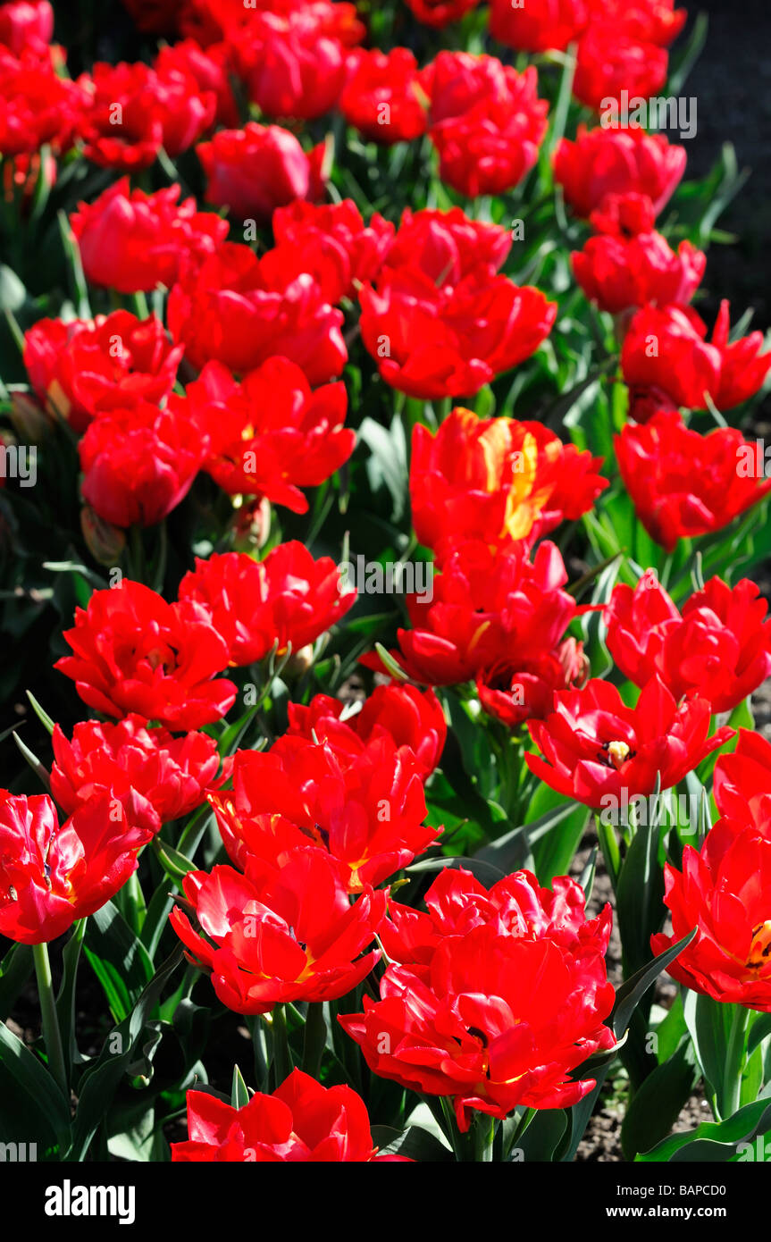 red tulip tulipa monsella double early group flower bloom blossom ...