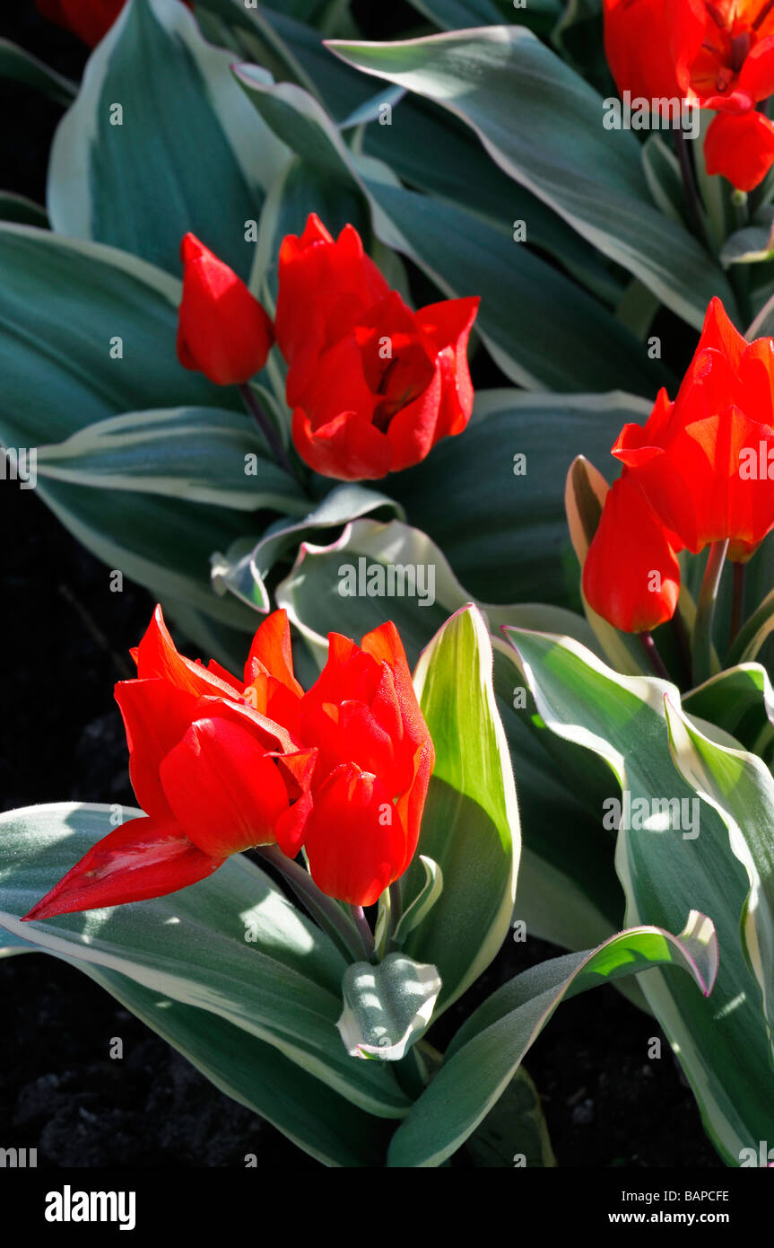 Blossom species hi-res stock photography and images - Alamy