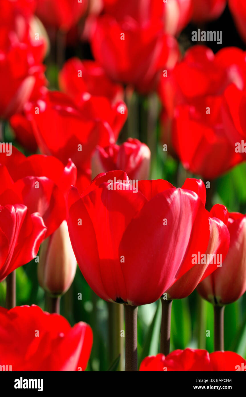 Darwin hybrid variety hi-res stock photography and images - Alamy
