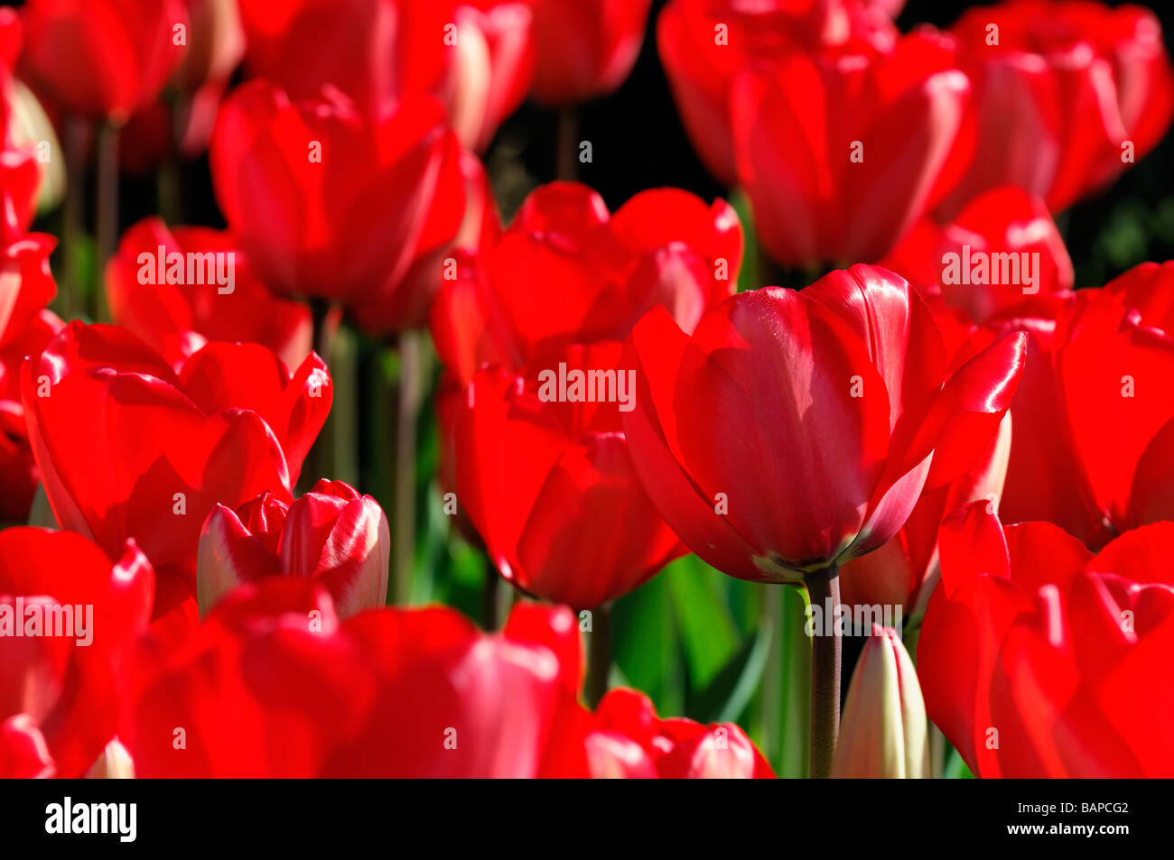 Darwin hybrid variety hi-res stock photography and images - Alamy