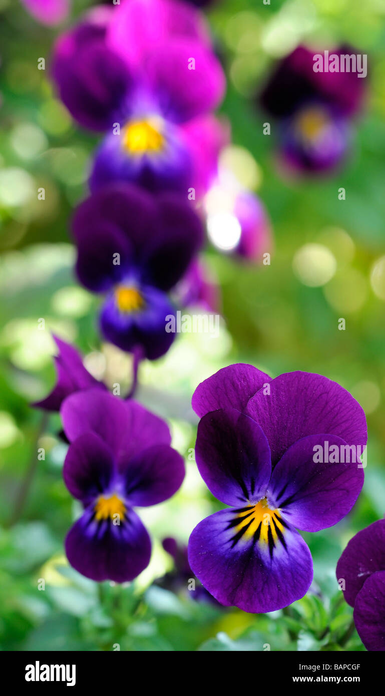 Viola pansy 'Prince Henry ' Spring flower annual purple black garden ...