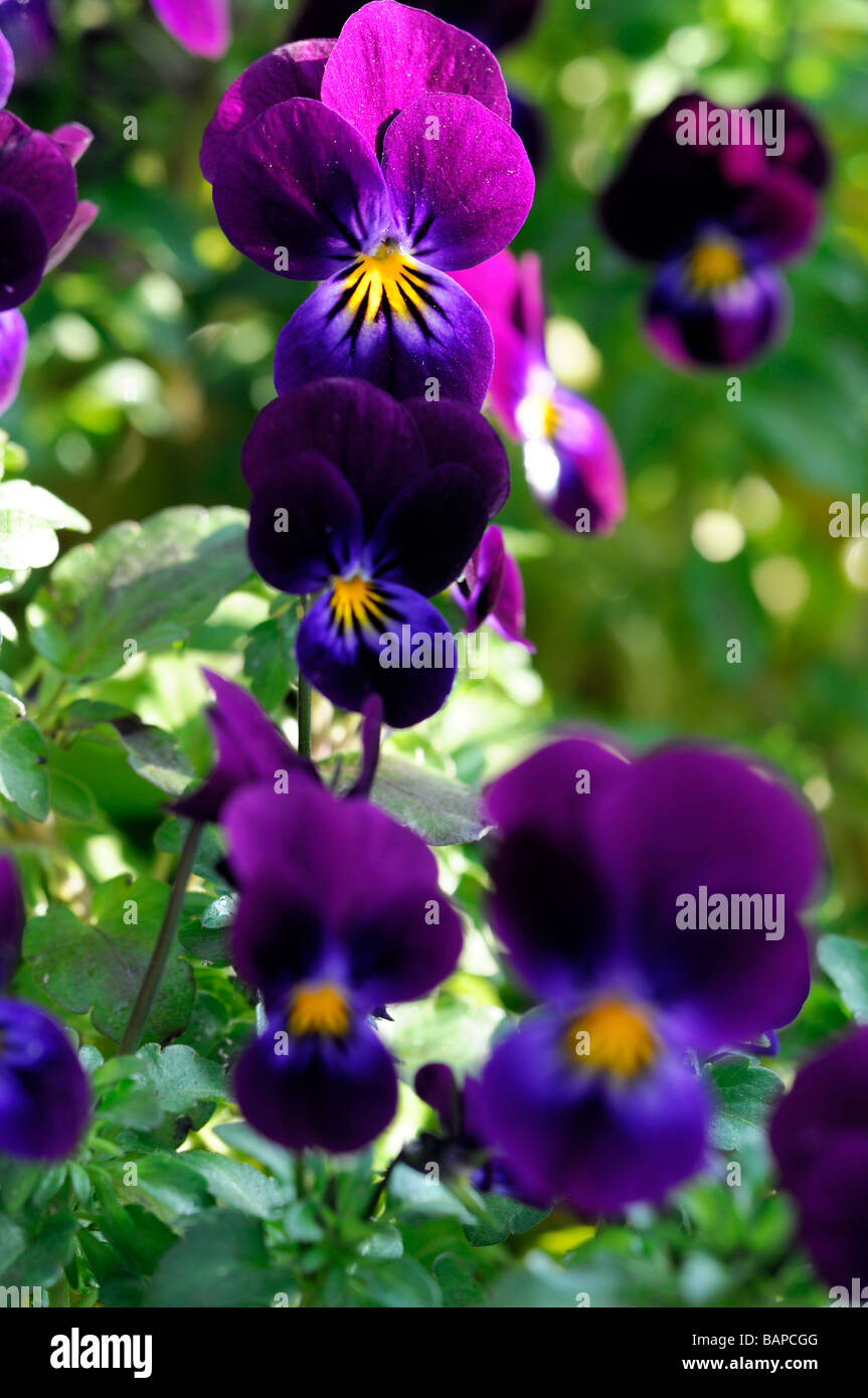 Henry blossom hi-res stock photography and images - Alamy