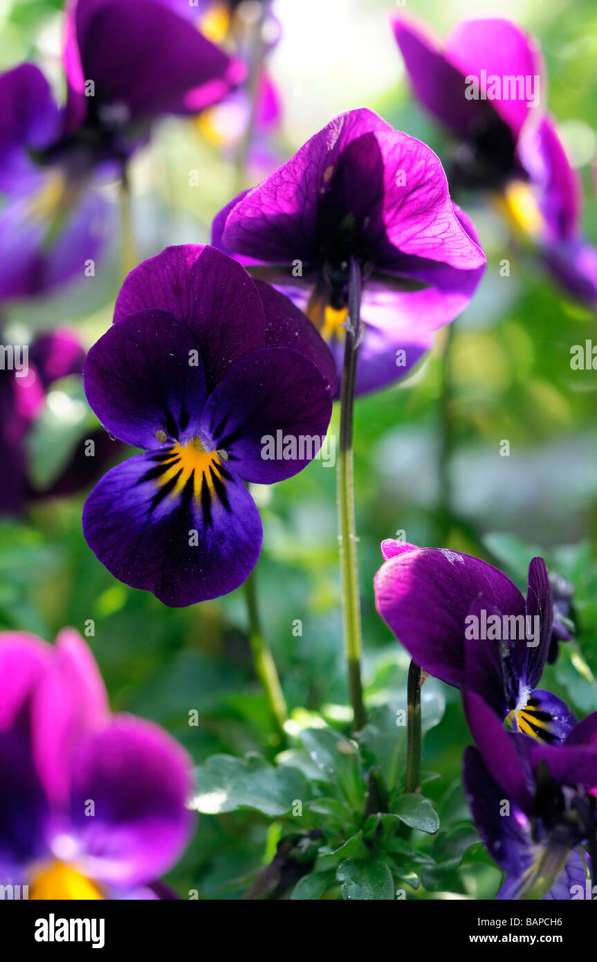 Henry blossom hi-res stock photography and images - Alamy