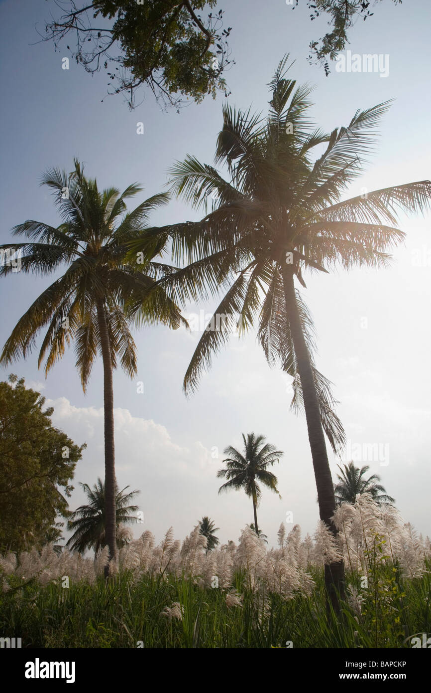 Low angle view of palm trees, Hampi, Karnataka, India Stock Photo - Alamy