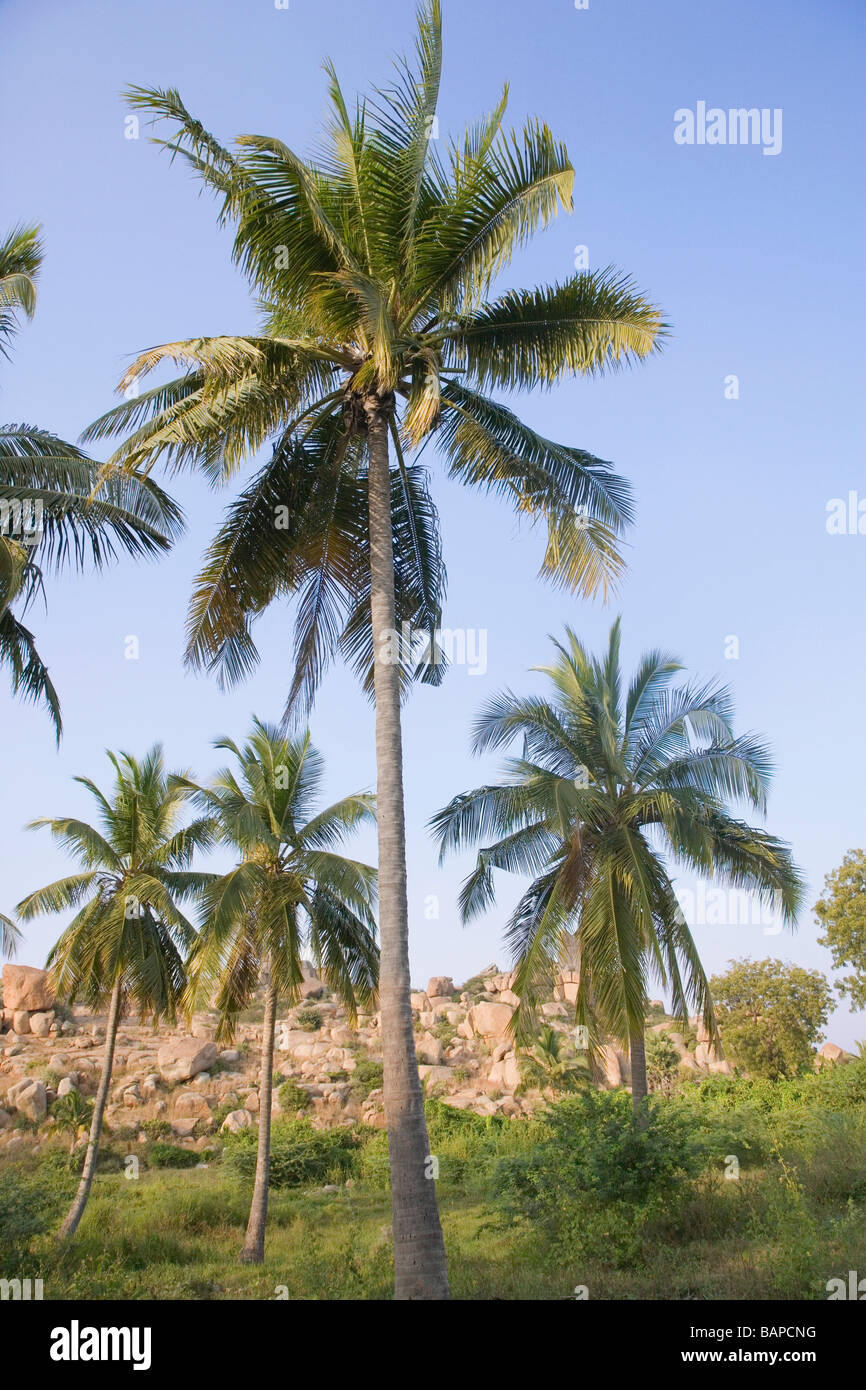 Palm trees on a landscape, Hampi, Karnataka, India Stock Photo - Alamy