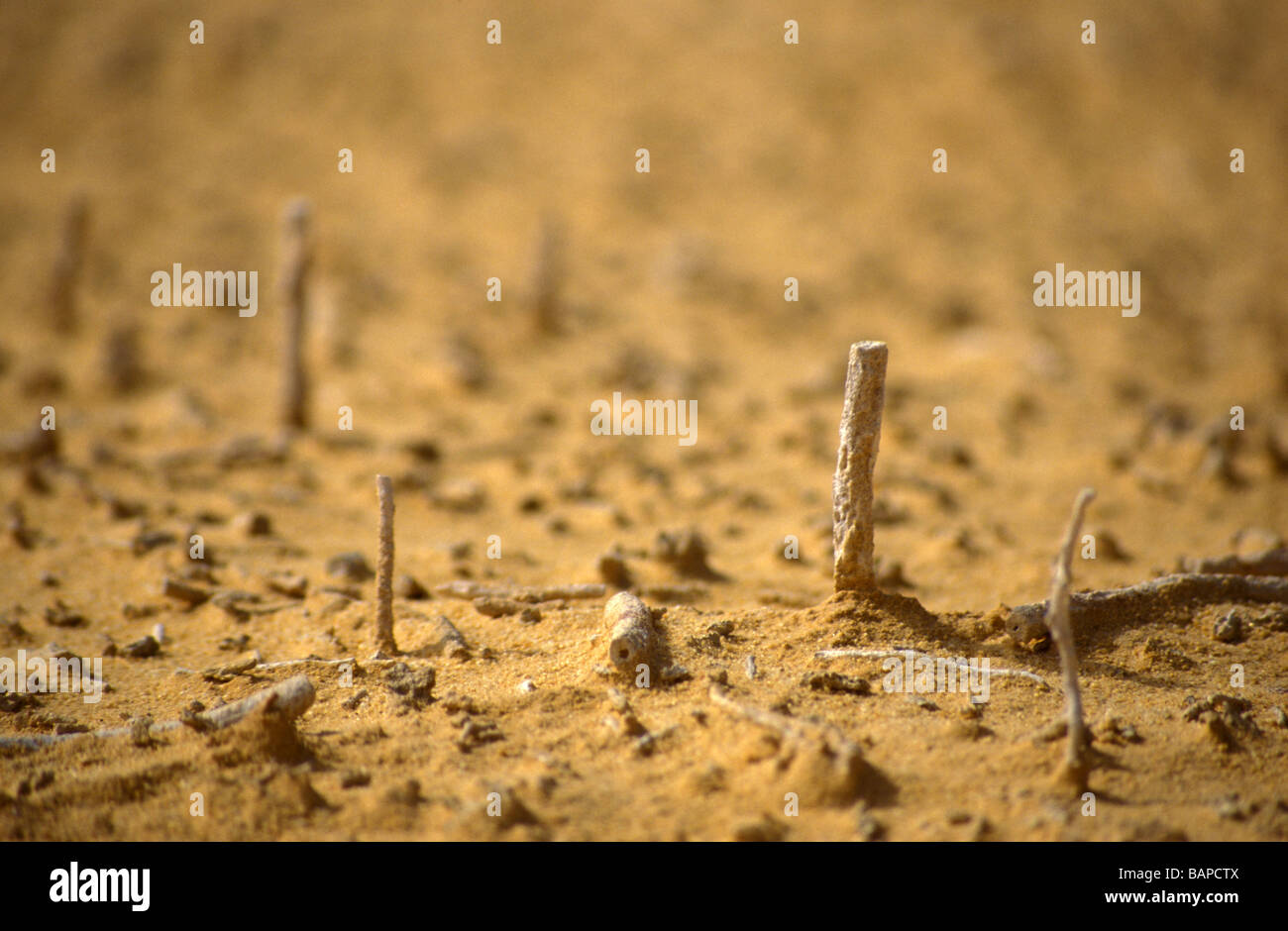 macro detail fossil micro landforms features desert sand surface ...