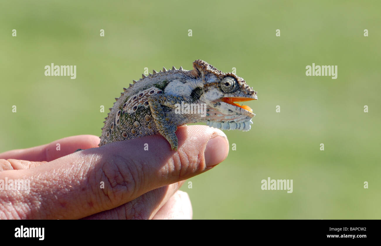A Dwarf Chameleon (Bradypodion species) sits on the finger of a park ...