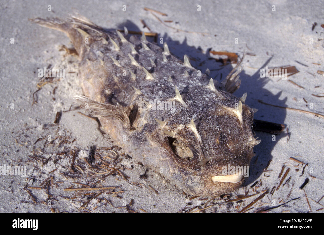 Bony skeleton fish hi-res stock photography and images - Alamy