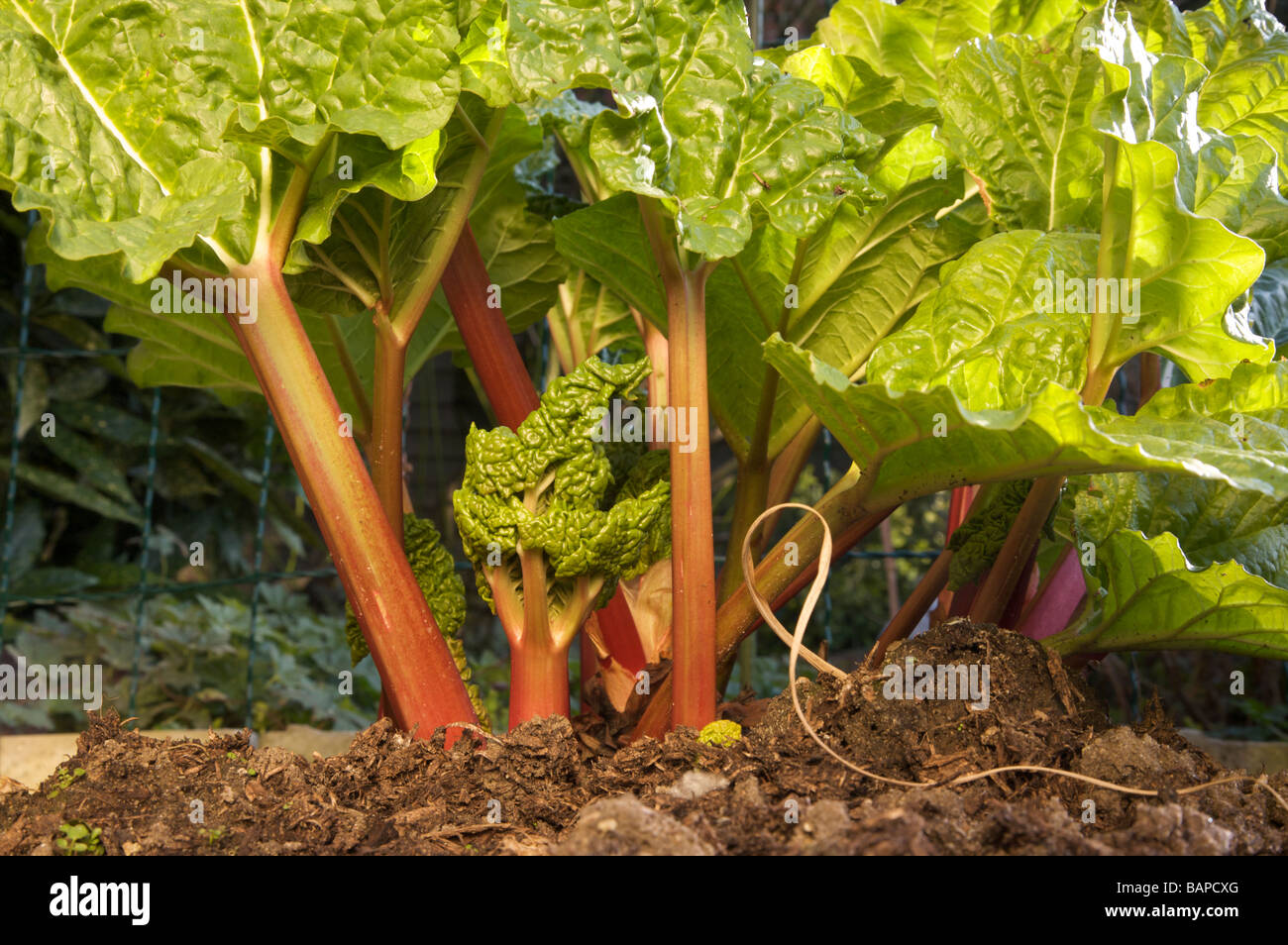 Rhubarb garden hi-res stock photography and images - Alamy